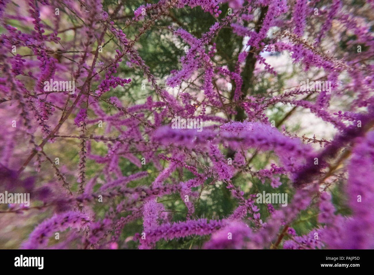 Tamarisk or Tamarix pink flower plant. Beautiful wild nature wallpaper ...