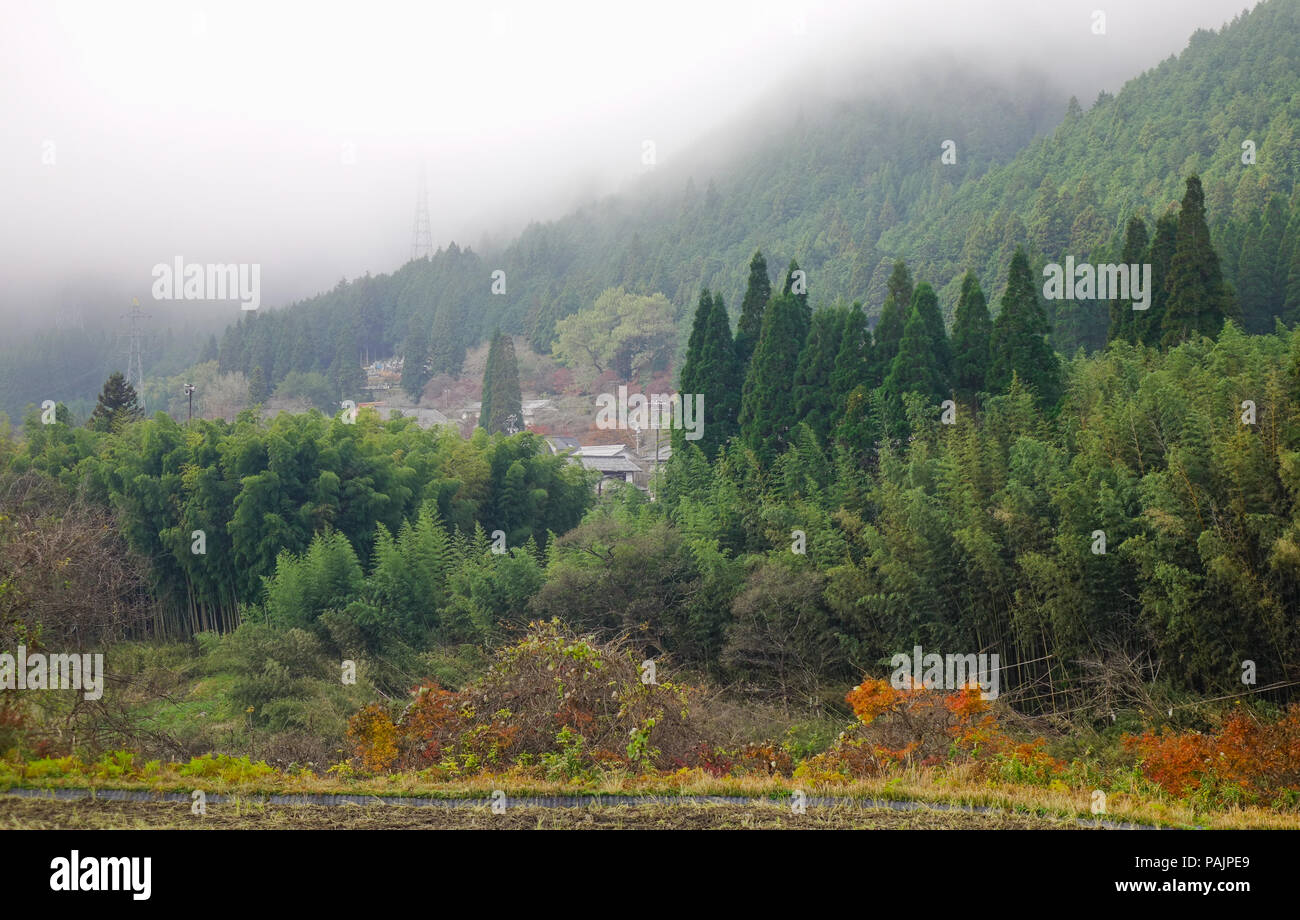 Pine tree mountain at misty day in Takayama, Japan Stock Photo - Alamy