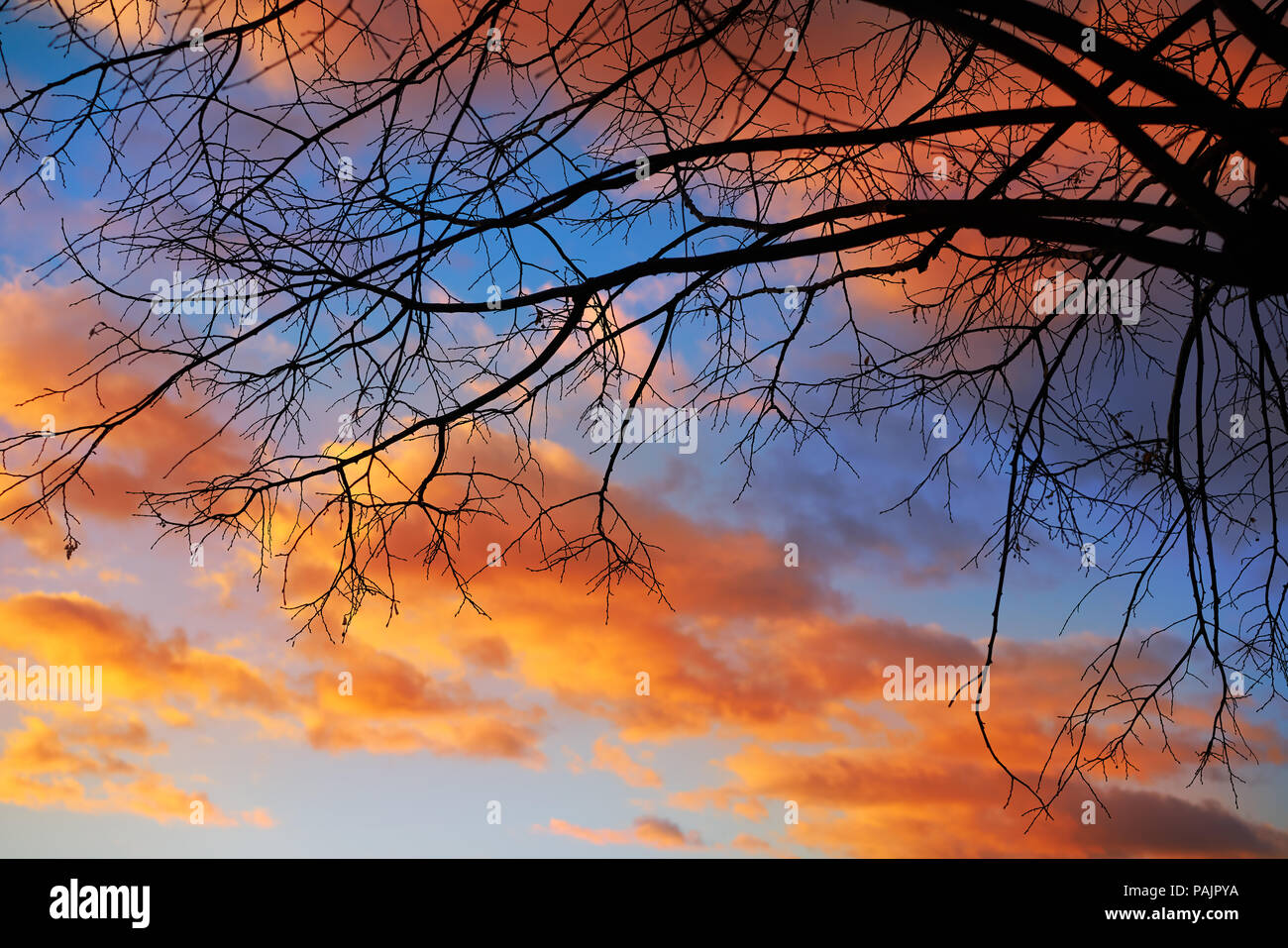 Sunset tree silhouette with orange clouds on blue sky Stock Photo - Alamy