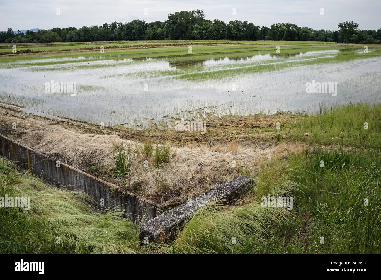 Rice Field, Alto Vercellese, Northern Italy Stock Photo - Alamy