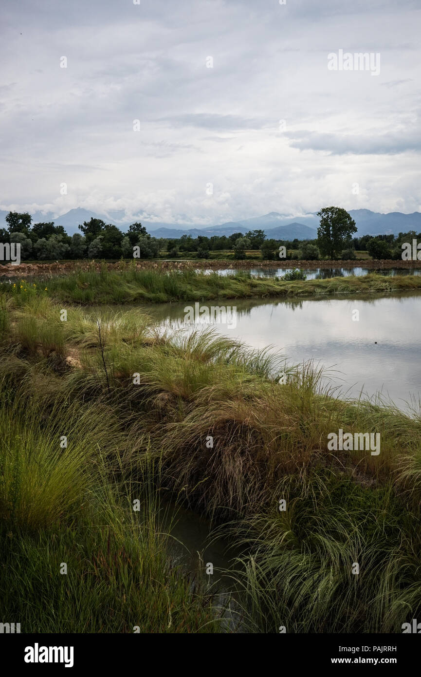 Rice Field, Alto Vercellese, Northern Italy Stock Photo - Alamy