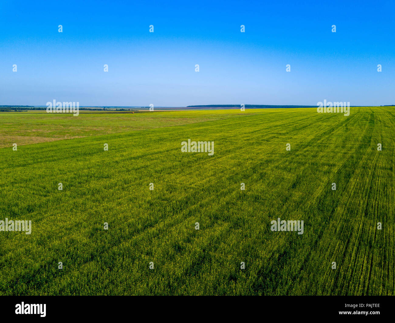 Aerial drone view of green field, expanses of Russia Stock Photo - Alamy