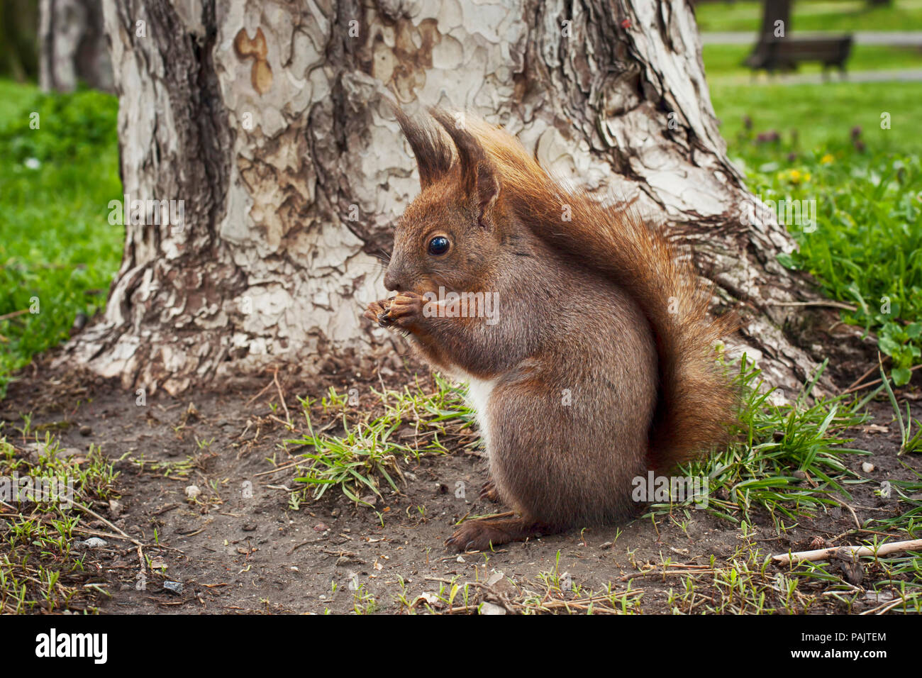 Eurasian red squirrel (Sciurus vulgaris) eating ion ground, side view ...