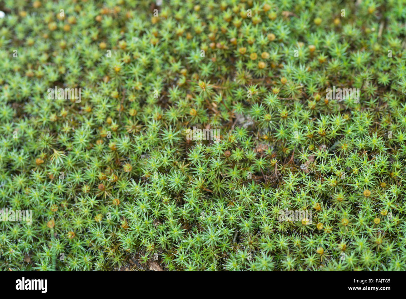 green moss background texture macro Stock Photo - Alamy