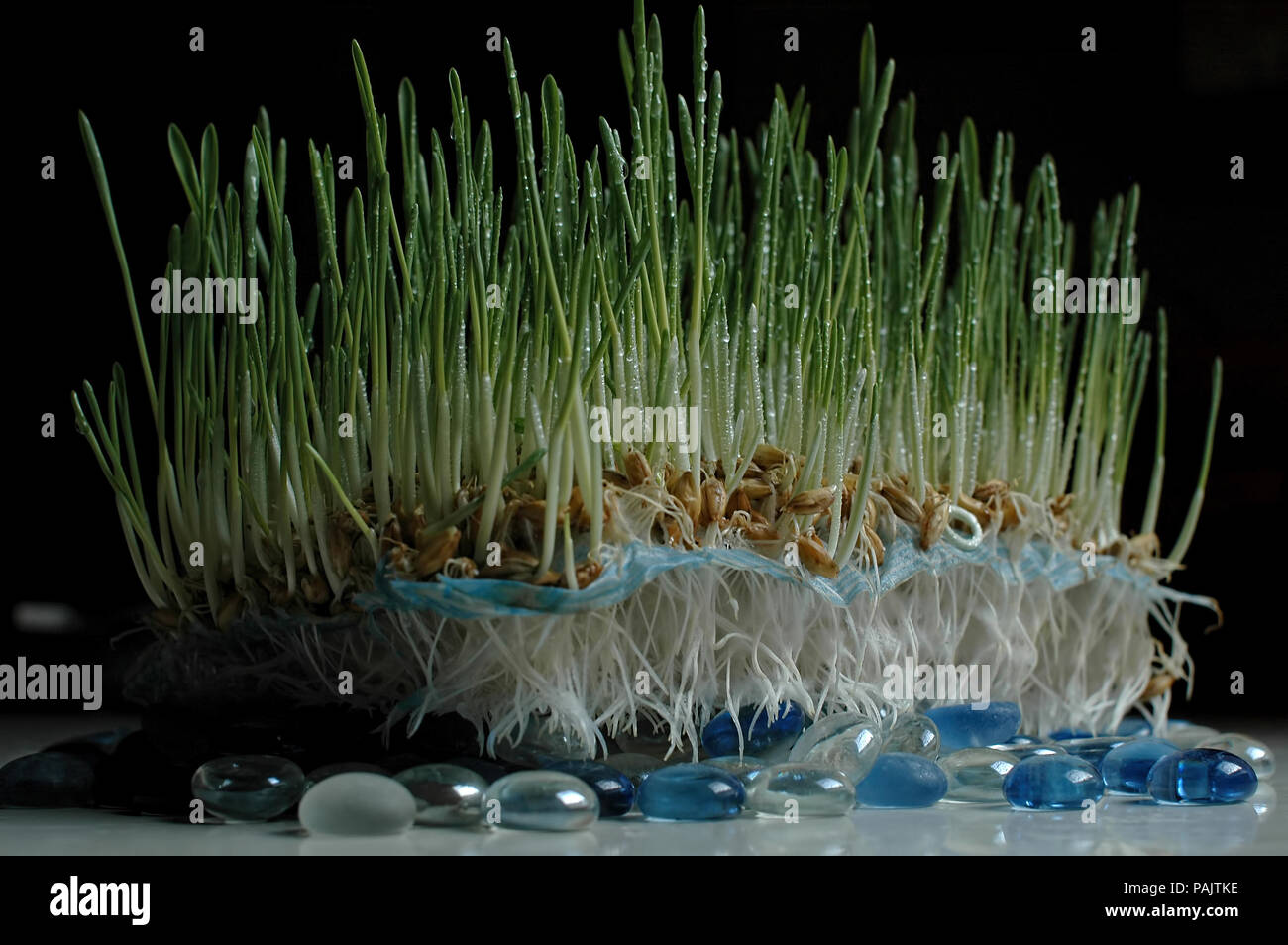 Wheat Plant Roots High Resolution Stock Photography and Images - Alamy