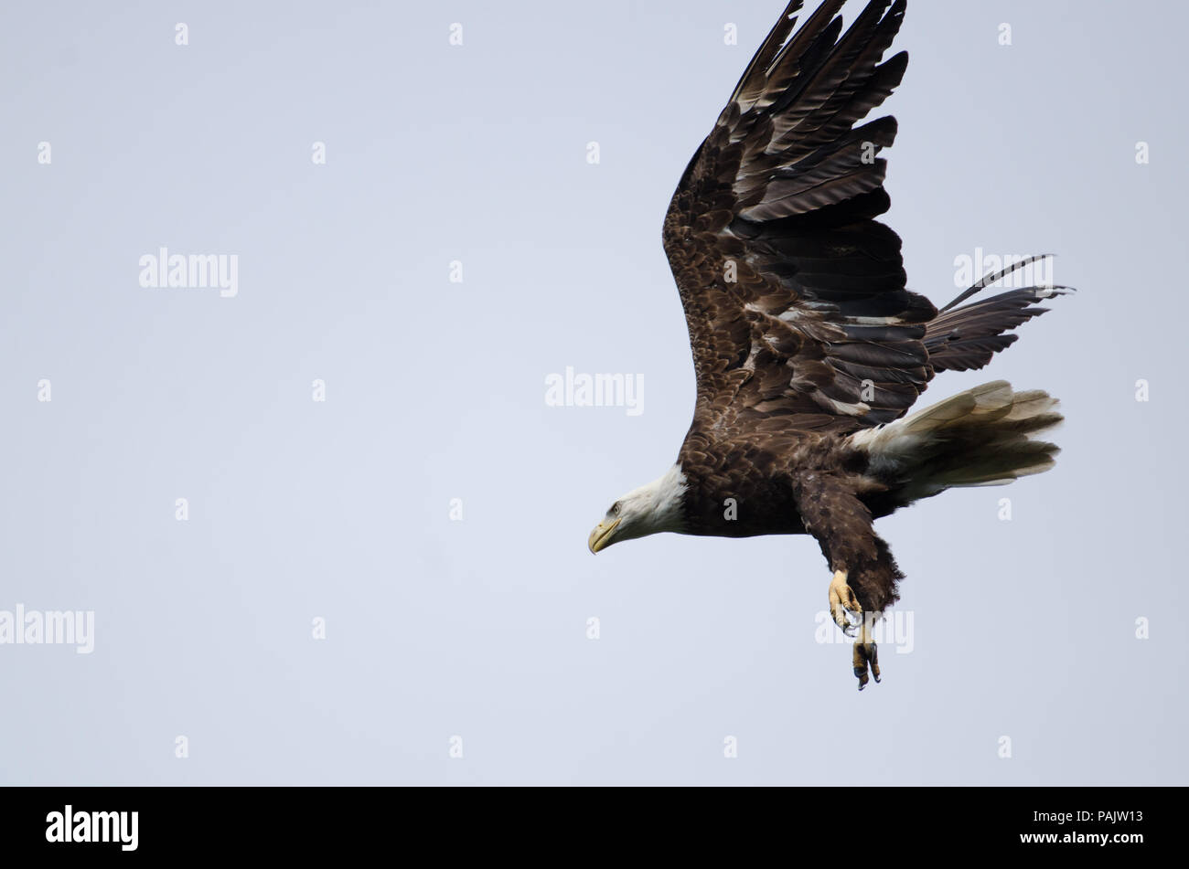 Bald eagle on the move Stock Photo - Alamy