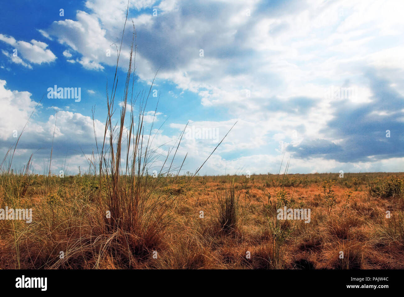 Ukrainian native prairies landscape and sunset Stock Photo - Alamy