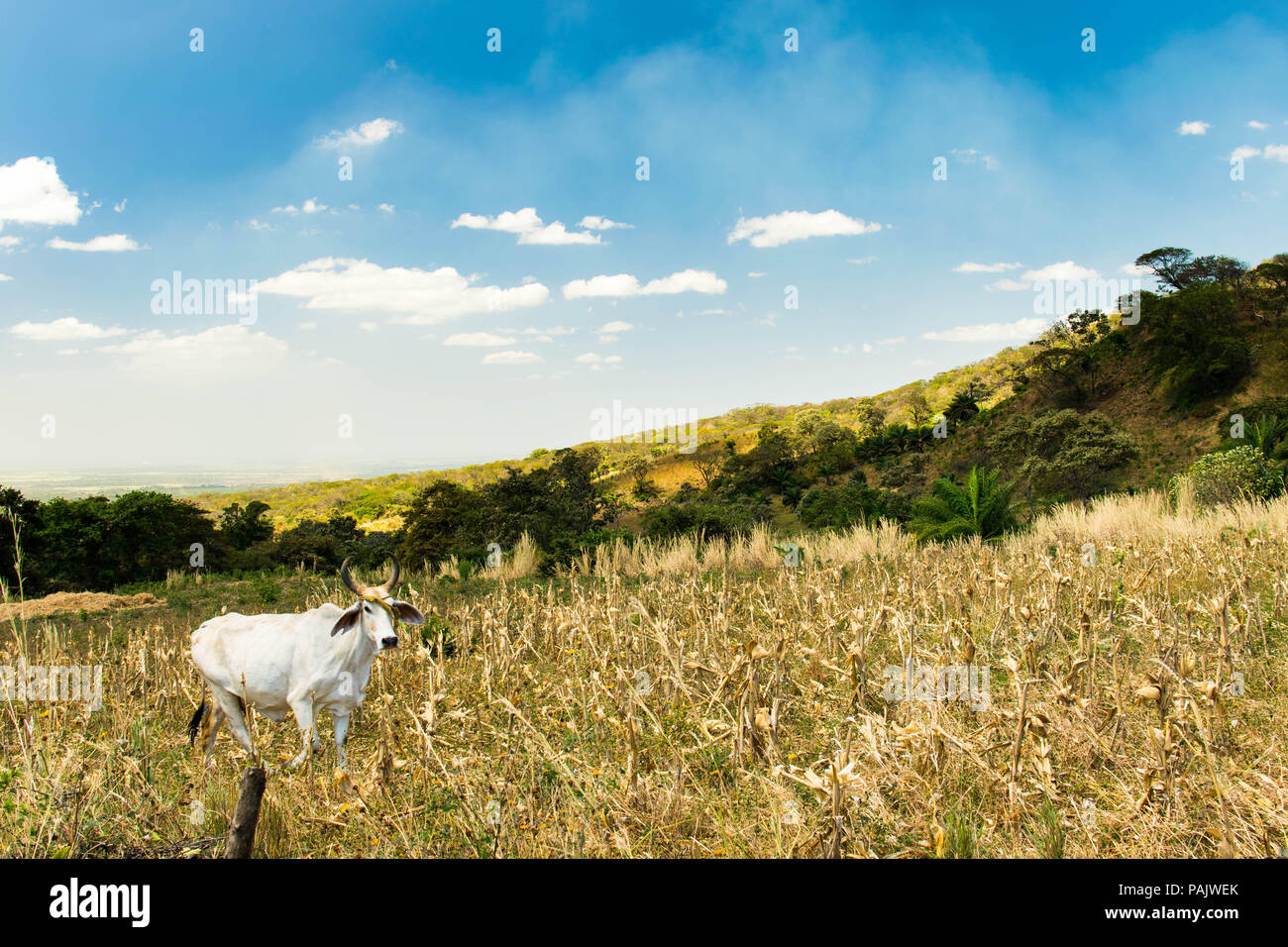 A herd of cows in front of a small volcano in Volcan Telica National ...