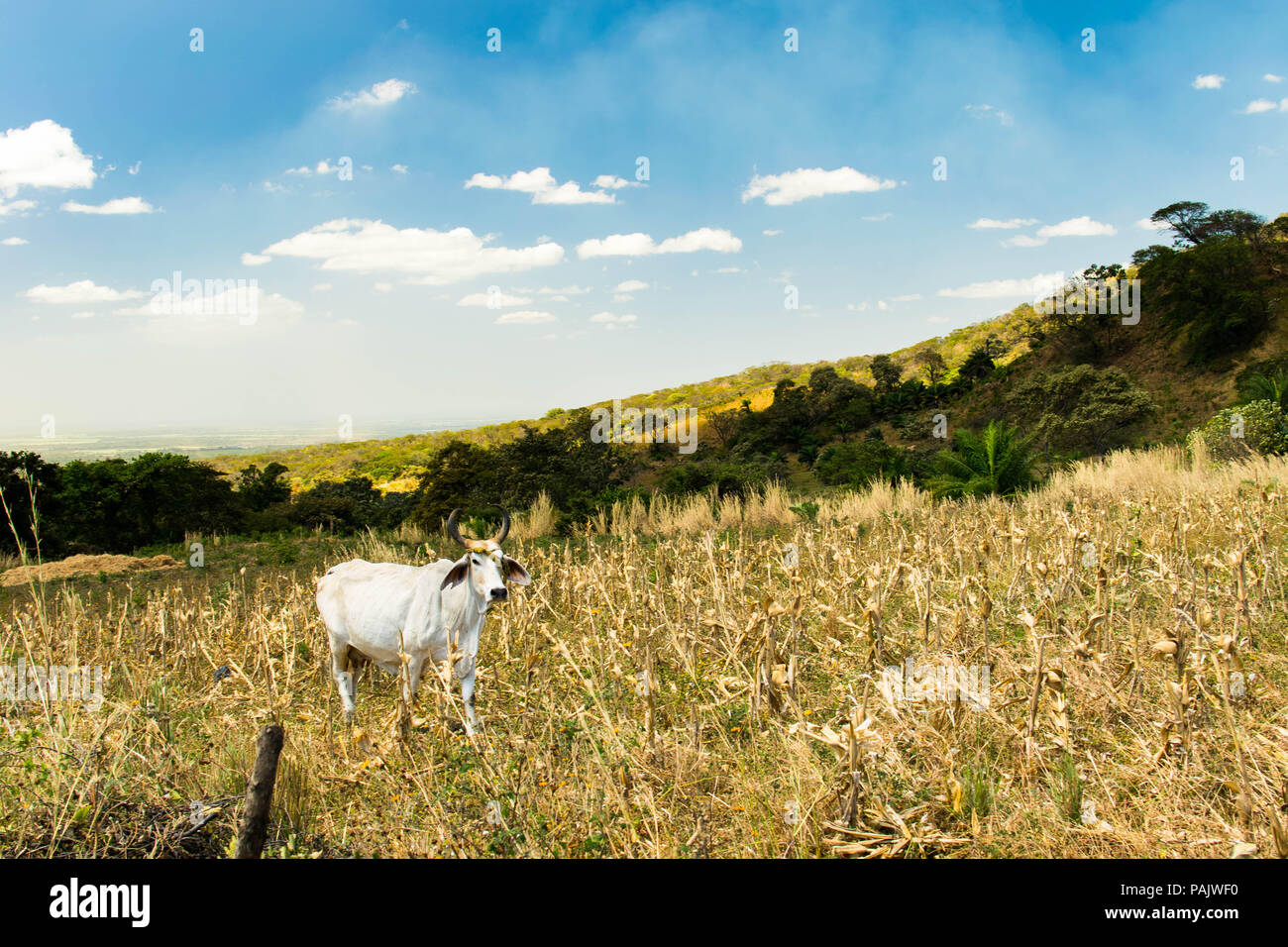 A herd of cows in front of a small volcano in Volcan Telica National ...