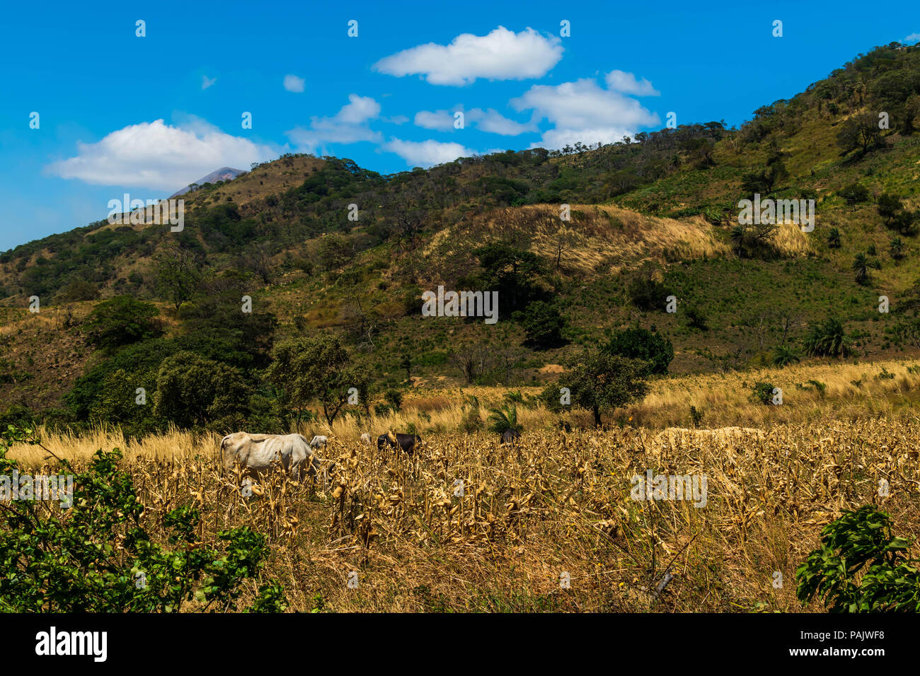 A herd of cows in front of a small volcano in Volcan Telica National ...