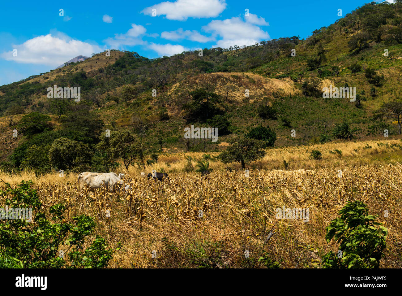 A herd of cows in front of a small volcano in Volcan Telica National ...
