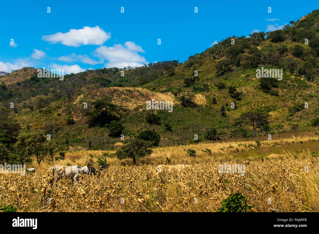 A herd of cows in front of a small volcano in Volcan Telica National ...