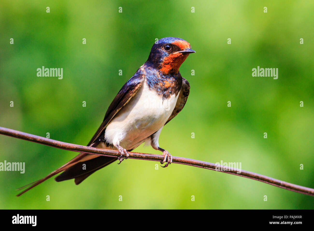 Bird hi-res stock photography and images - Alamy