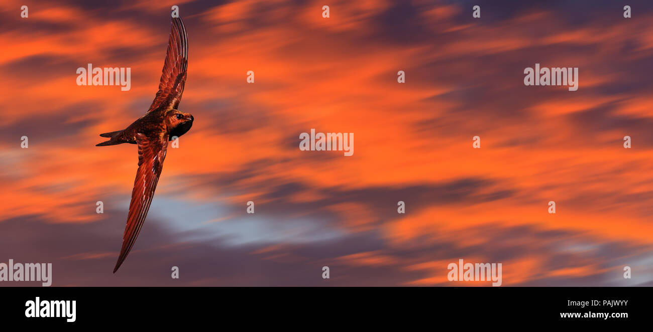 Birds flying, high speed hi-res stock photography and images - Alamy