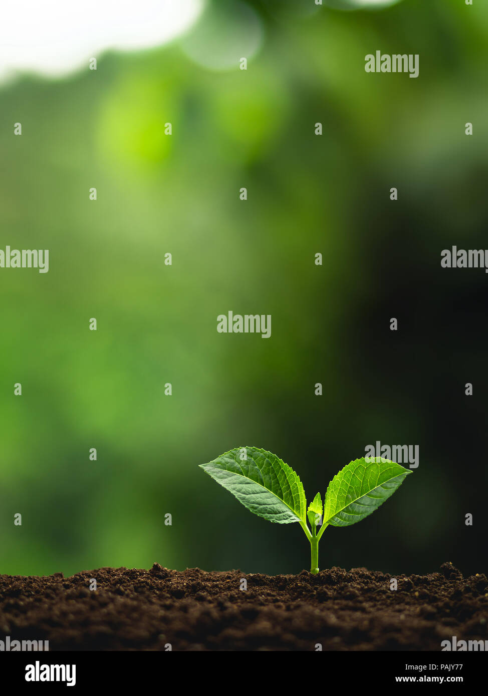 Plant a tree Natural tree Green backgroun seedlings in nature Stock ...
