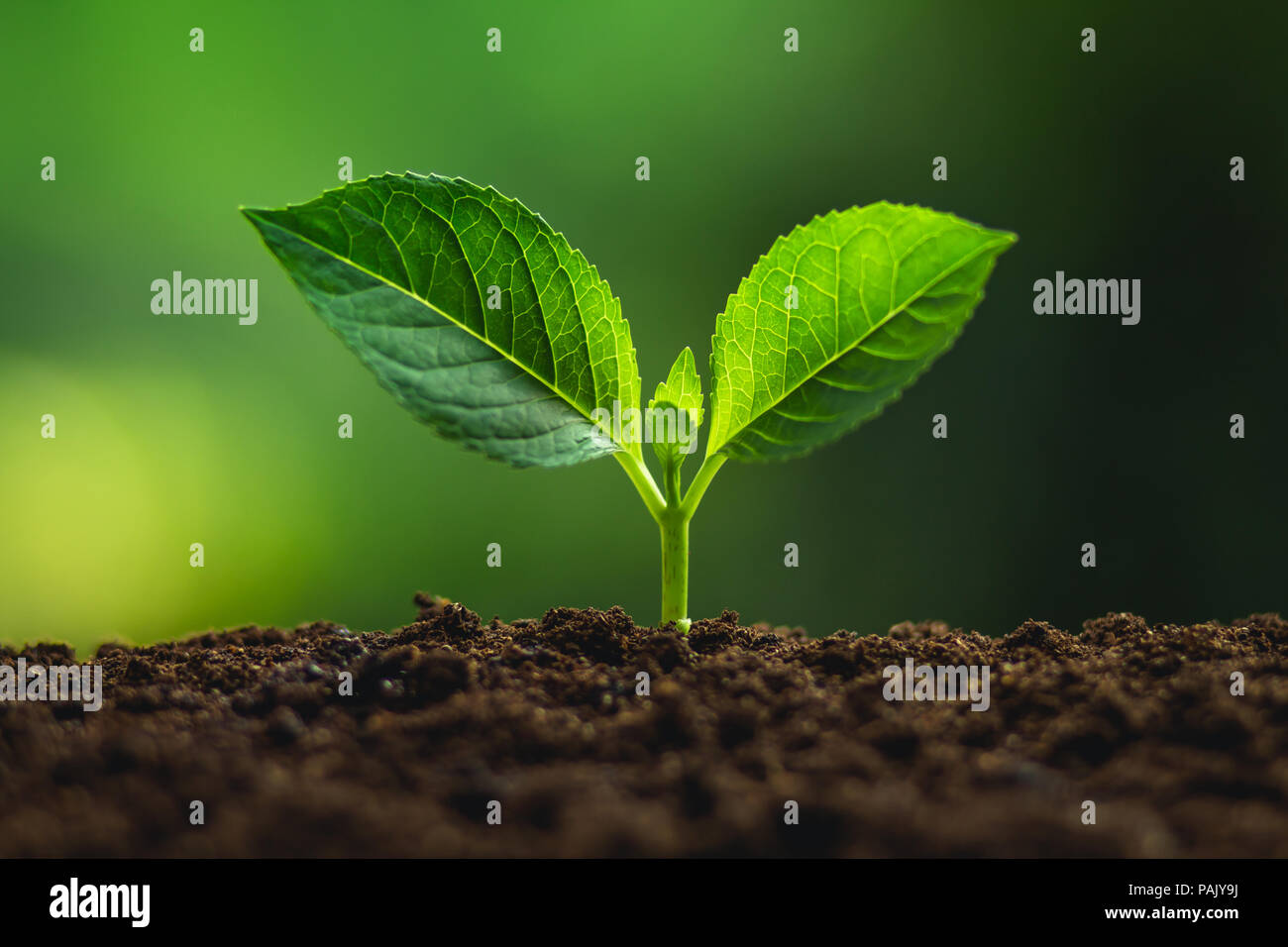 Plant a tree Natural tree Green backgroun seedlings in nature Stock ...