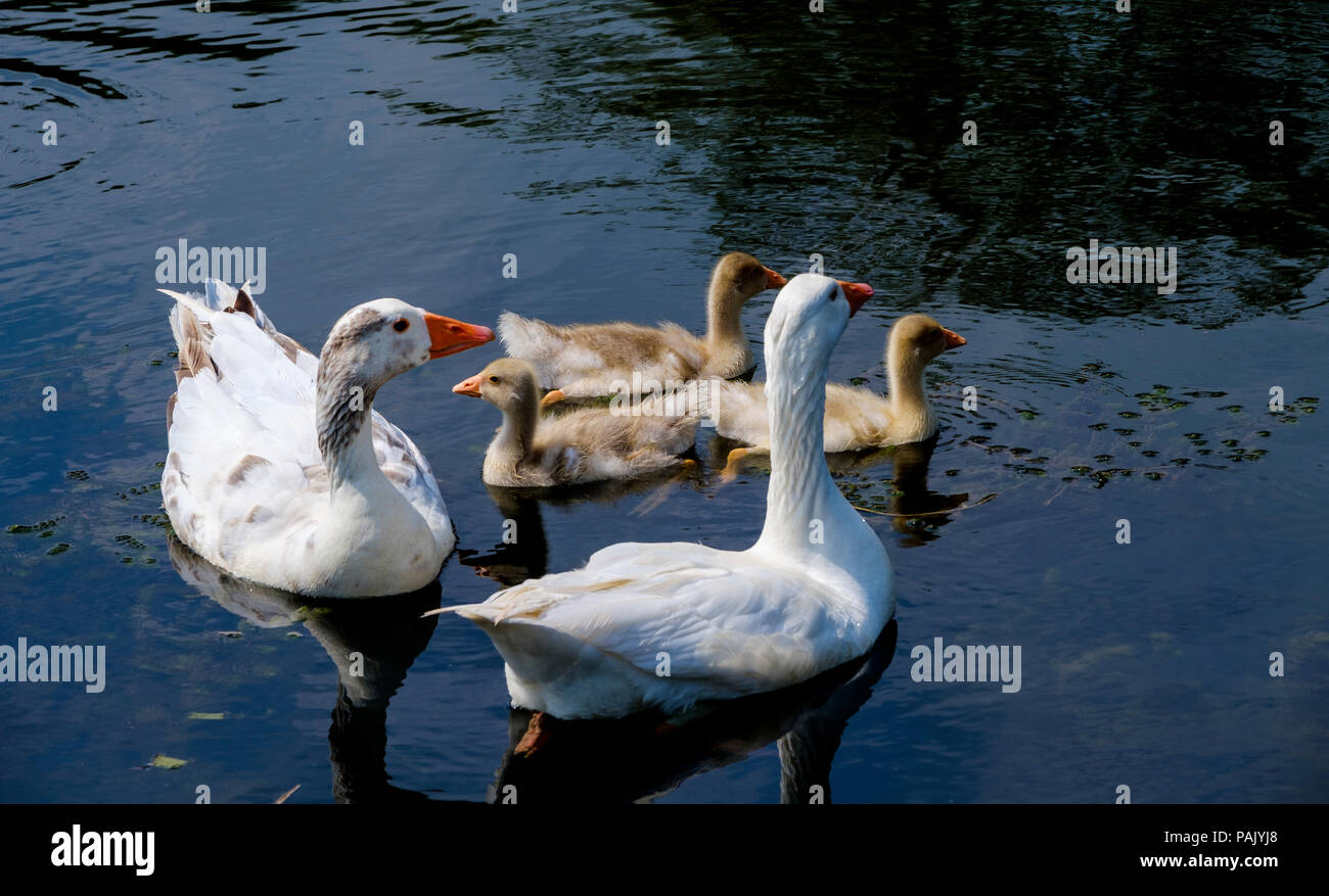 Ducks with their young on the River Somme at Chipilly, Hauts-de-France ...