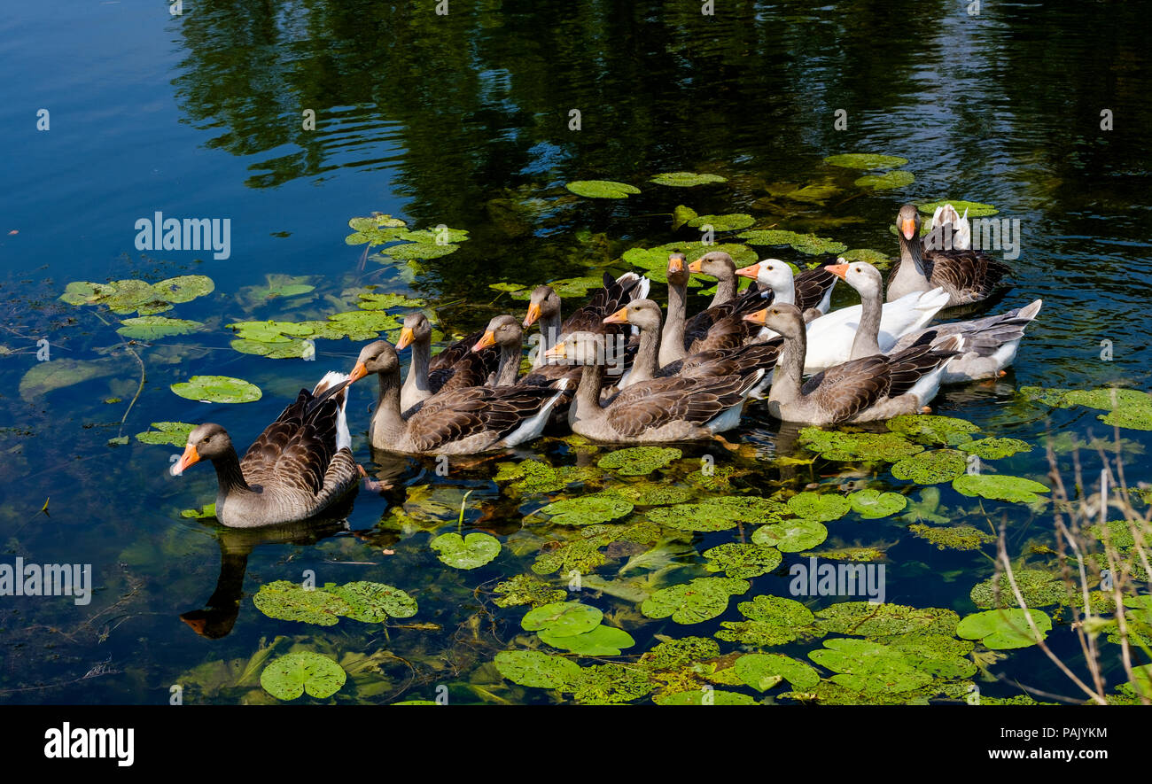 Ducks with their young on the River Somme at Chipilly, Hauts-de-France ...