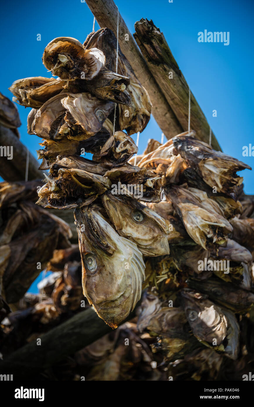 Fish heads hi-res stock photography and images - Alamy