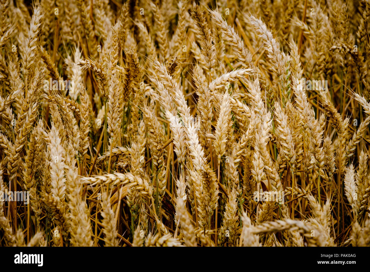 Wheat growing in a field in the Somme Valley, France Stock Photo - Alamy