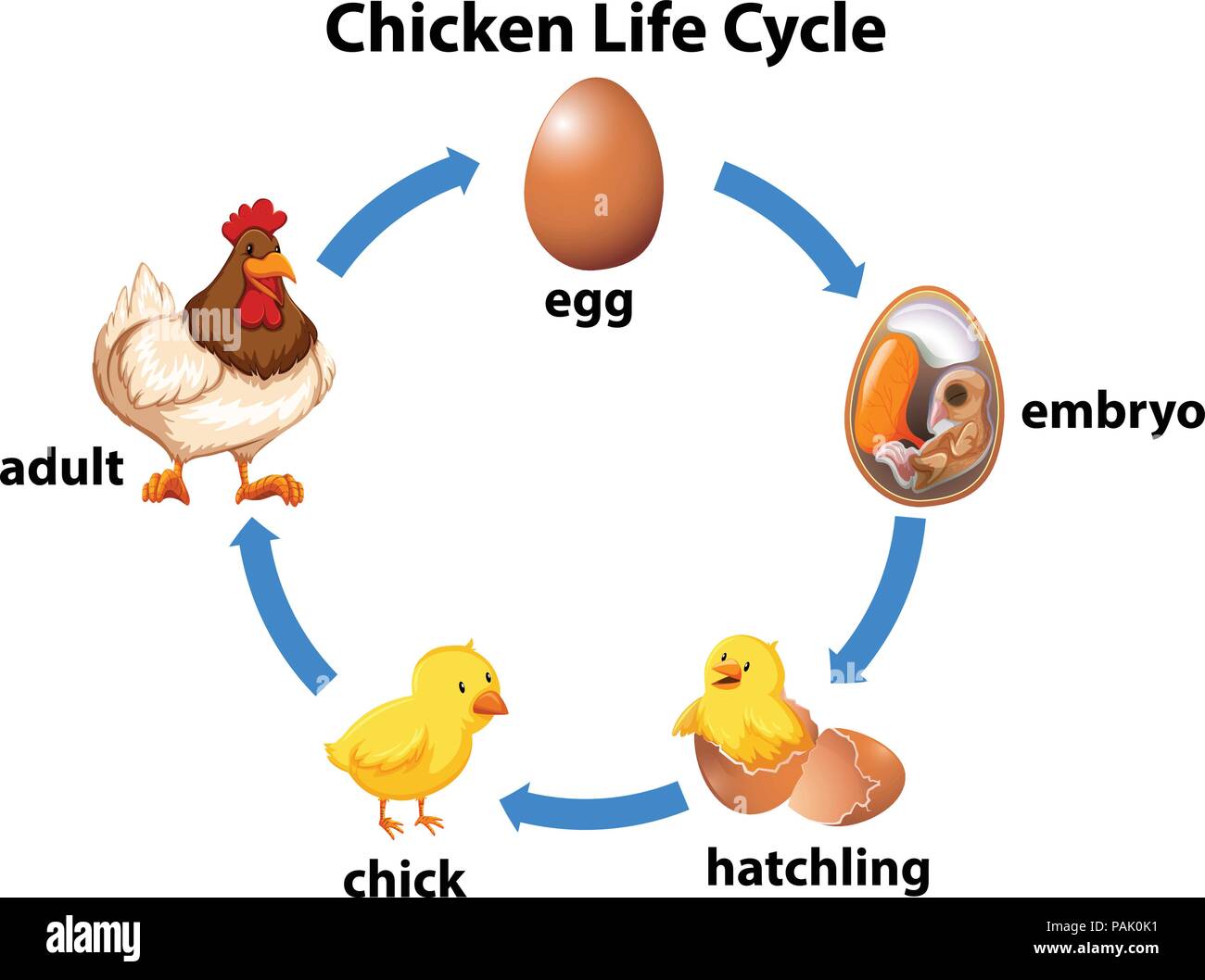 Life Cycle Of Chicken Vector Illustration Labeled Educational Hen