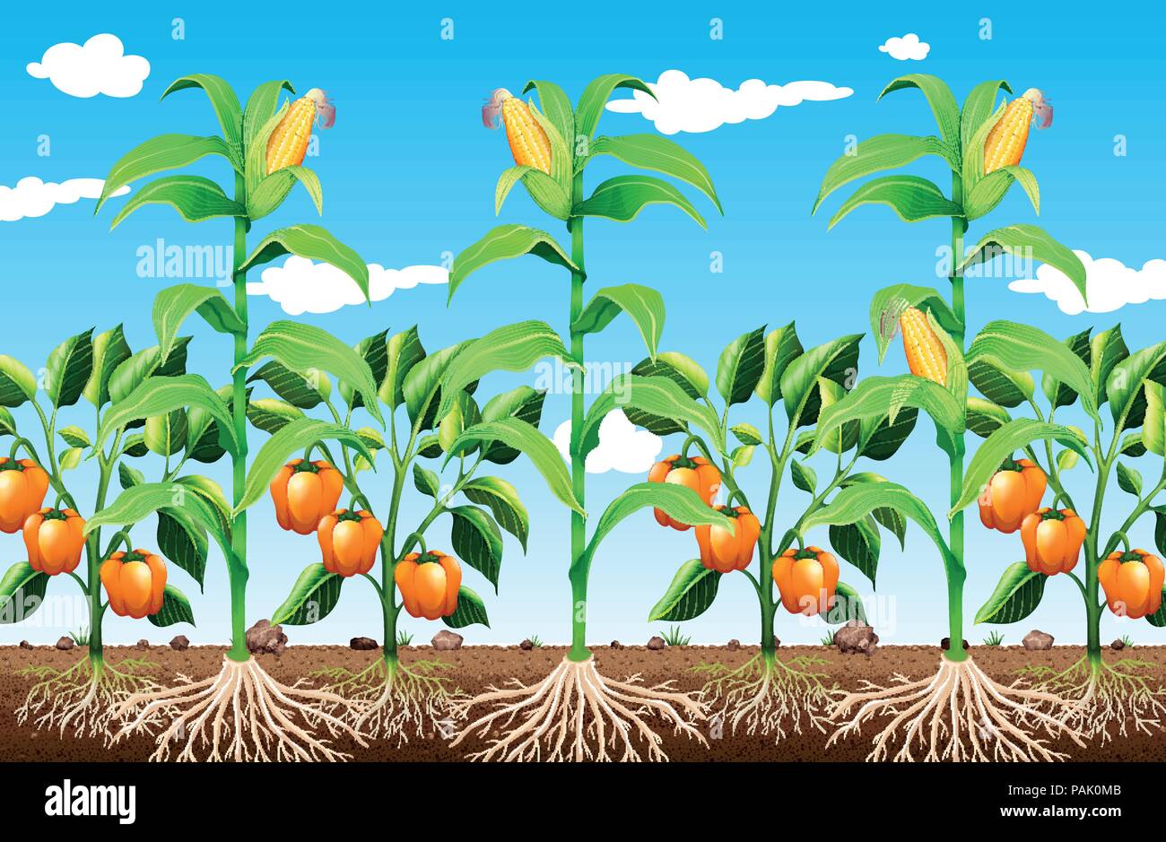 A Farming Plants and Root illustration Stock Vector Image & Art - Alamy