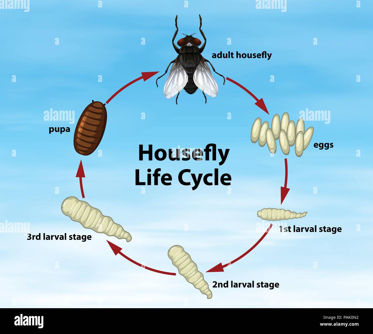 Insect Life Cycle Stock Vector Images - Alamy