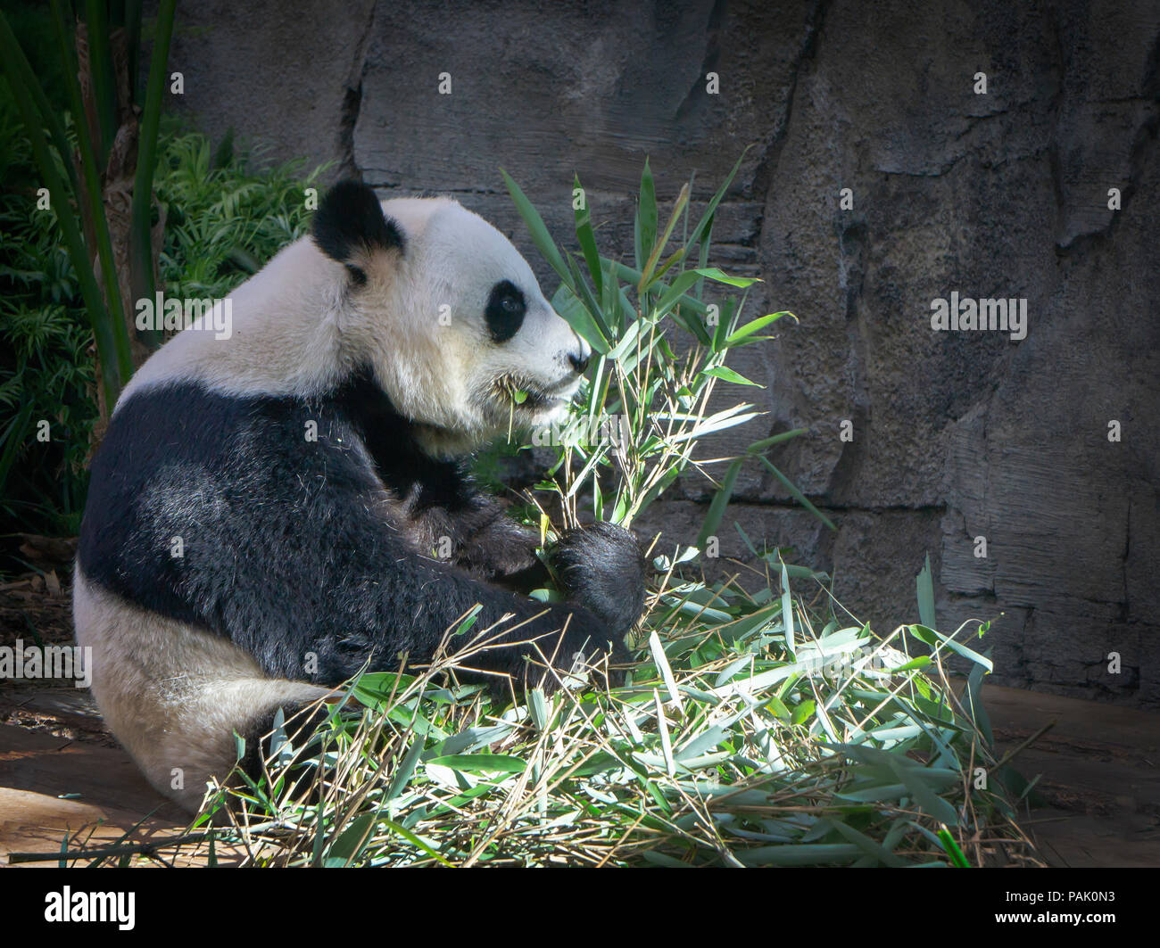 Giant panda Calgary Zoo Alberta Canada Stock Photo - Alamy