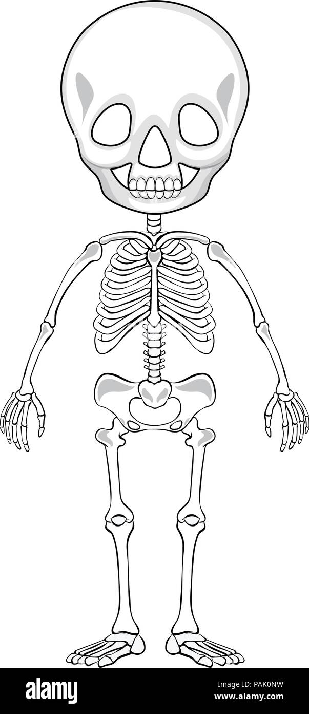 Outline drawing of a human skeleton illustration Stock Vector Image ...