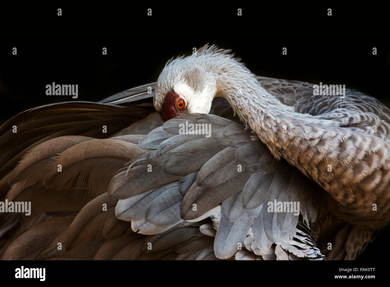 Crane bird black background hi-res stock photography and images - Alamy