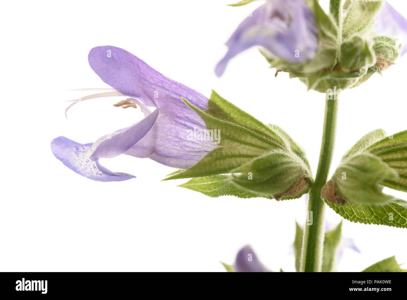 Sage with flowers isolated on white background Stock Photo - Alamy
