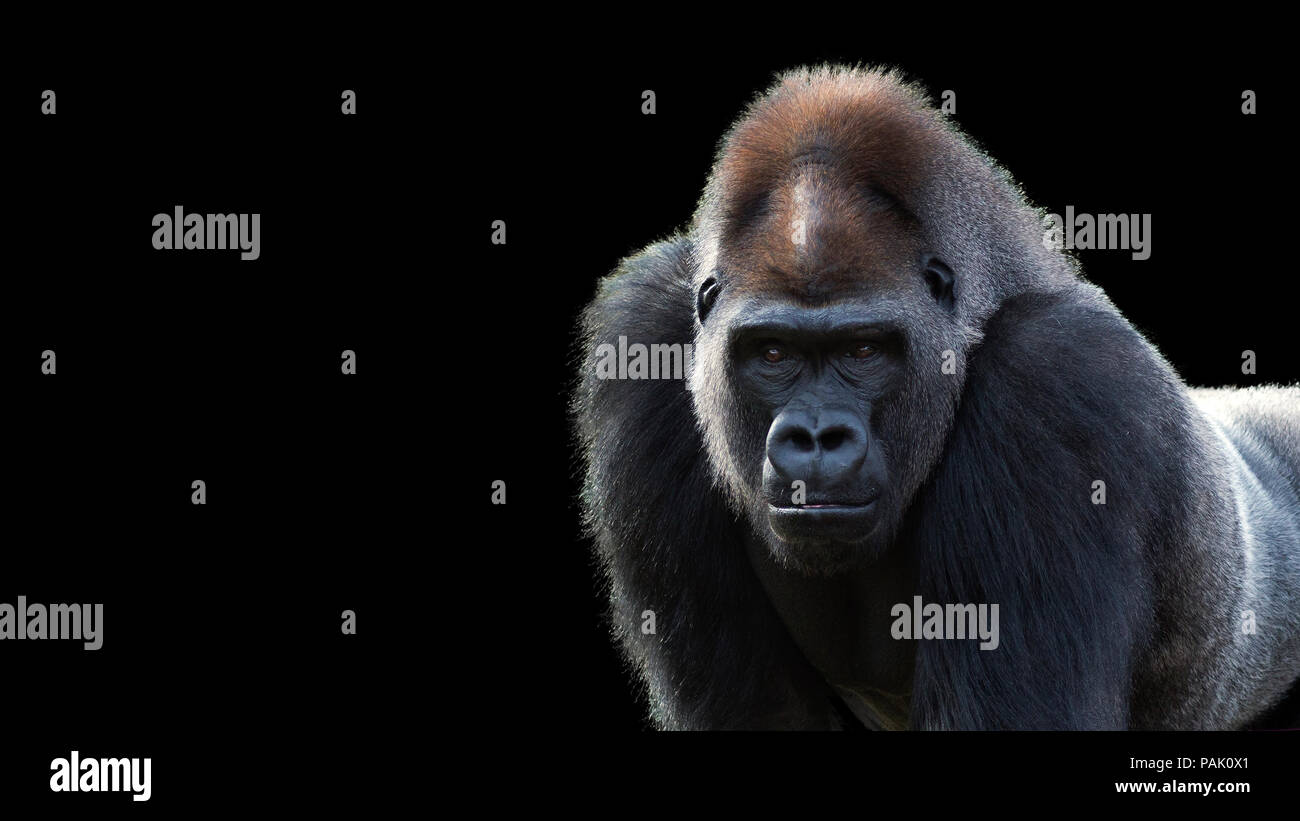 Gorillas face hi-res stock photography and images - Alamy
