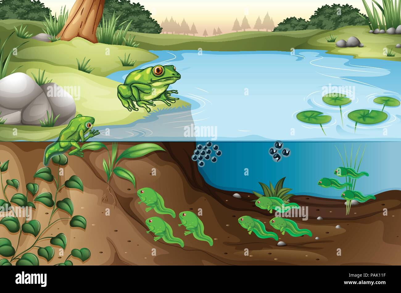 Scene of frogs in a pond illustration Stock Vector Image & Art - Alamy