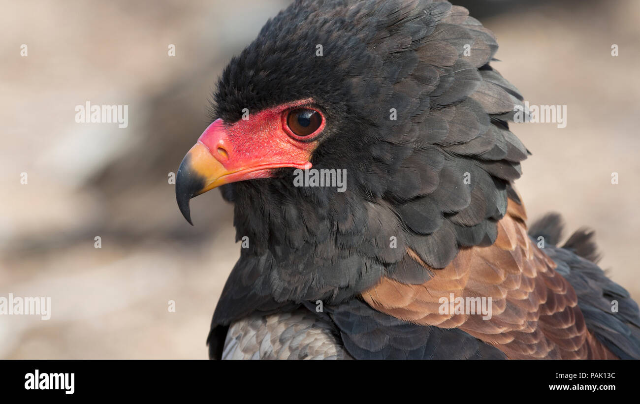 Bateleur eagle closeup hi-res stock photography and images - Alamy
