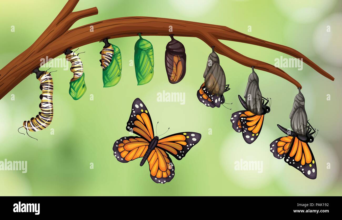 Science butterfly life cycle illustration Stock Vector Image & Art - Alamy