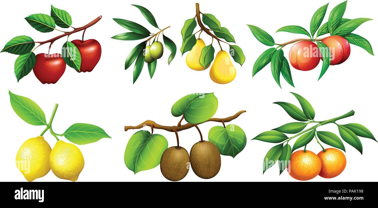 A set of fruit branch illustration Stock Vector Image & Art - Alamy