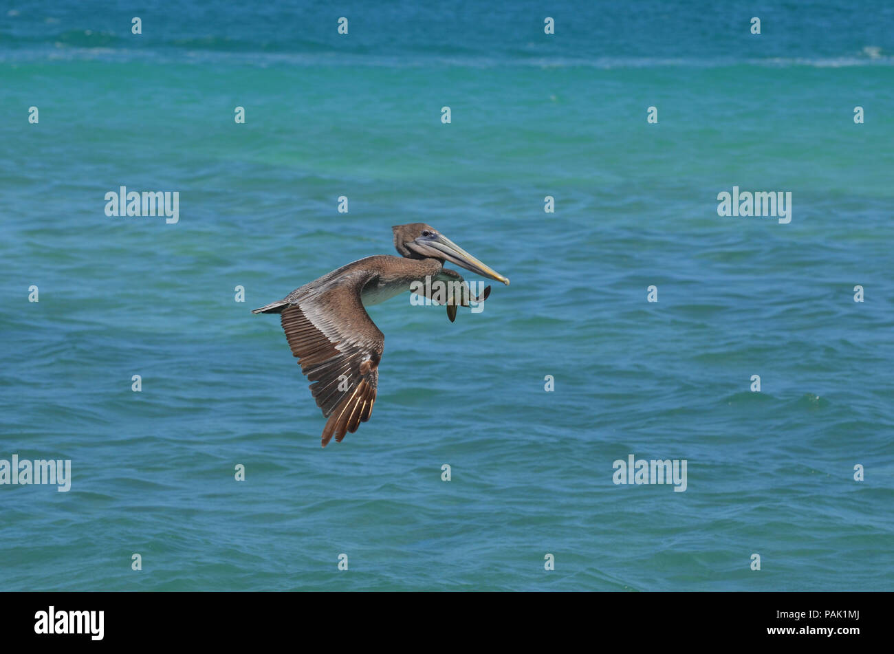 Wild fowl flying over the blue waters in aruba Stock Photo - Alamy