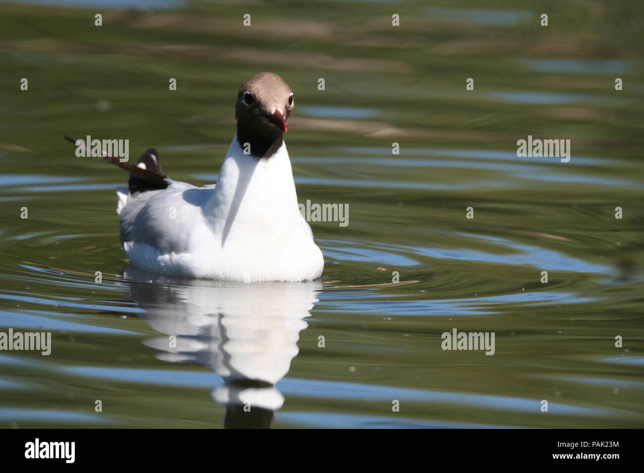 Graceful birds hi-res stock photography and images - Alamy