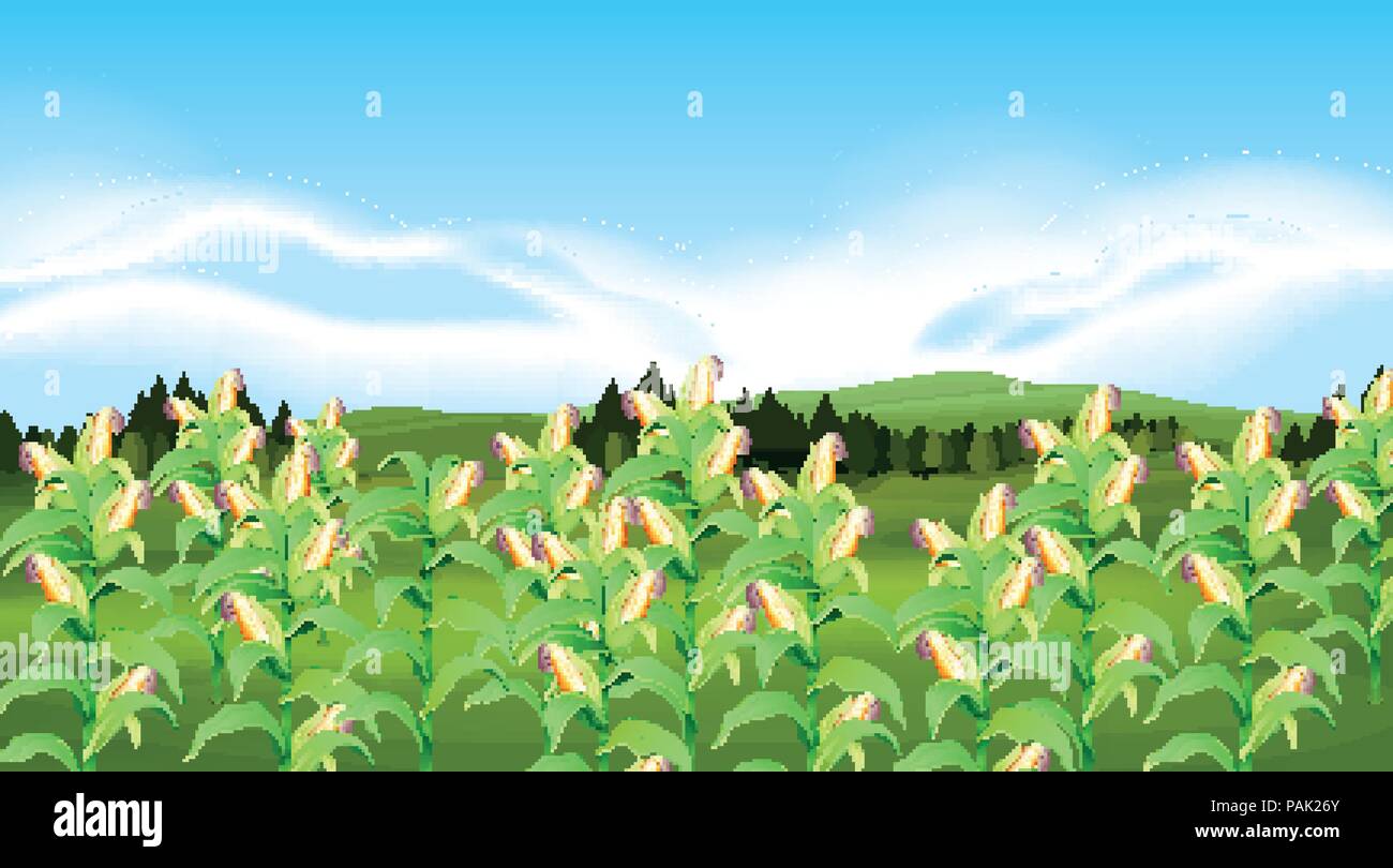 A corn farm landscapr illustration Stock Vector Image & Art - Alamy