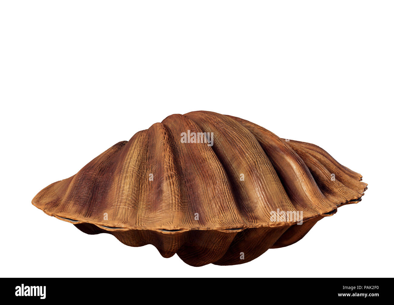 3d illustration of a seashell on a white background Stock Photo - Alamy