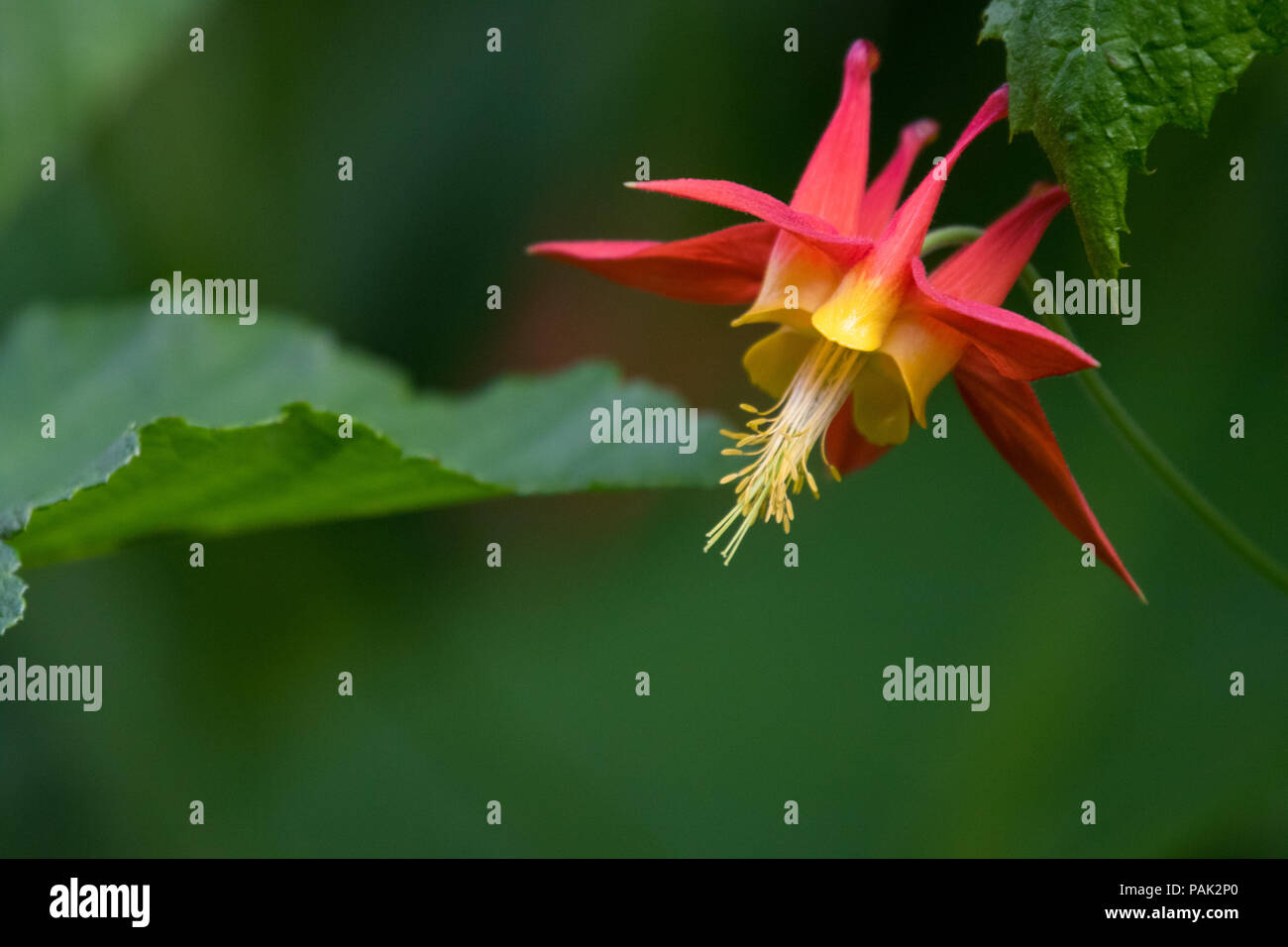 Red columbine aquilegia canadensis hi-res stock photography and images ...