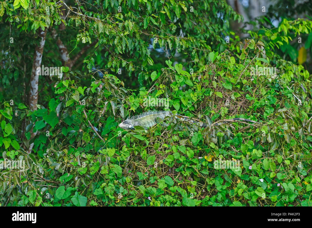 Peruvian Reptile High Resolution Stock Photography and Images - Alamy