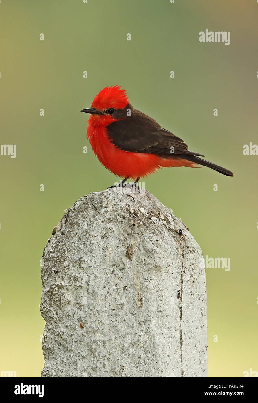 Vermilion Flycatcher (Pyrocephalus rubinus) adult male perched on post ...