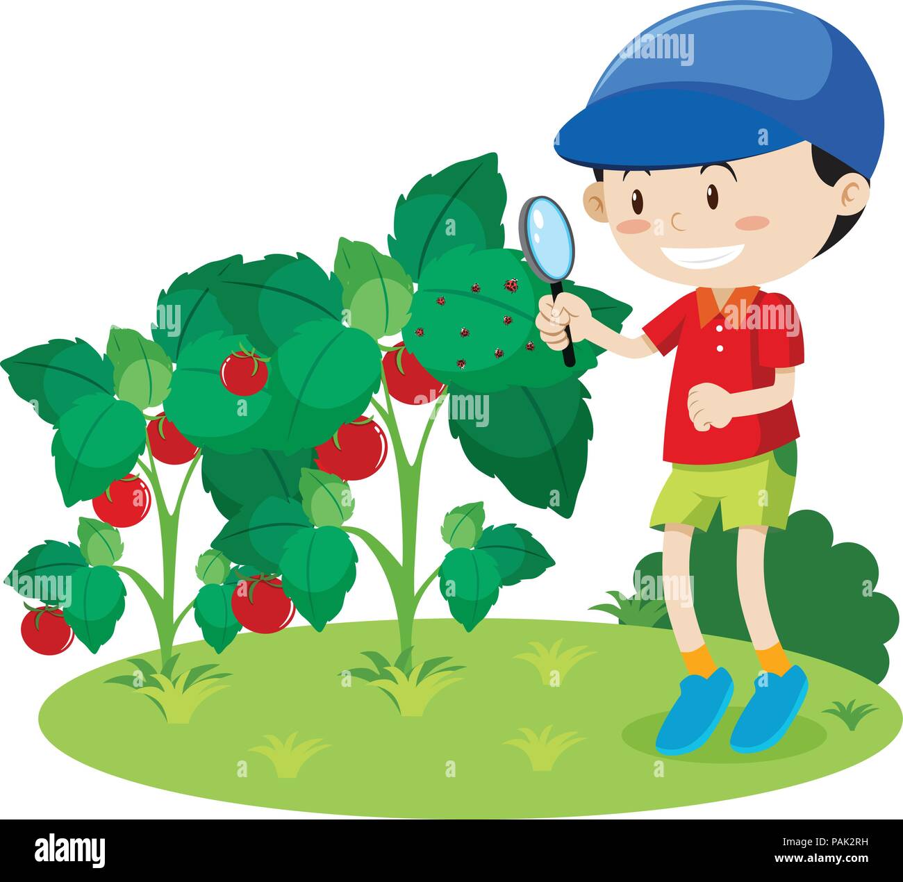 Magnifying glass insect Stock Vector Images - Alamy