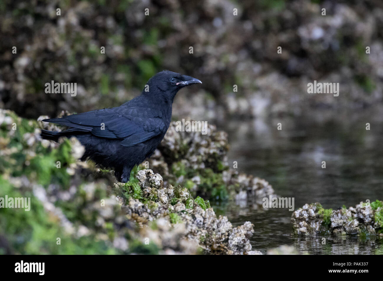 Northwestern crow hi-res stock photography and images - Alamy