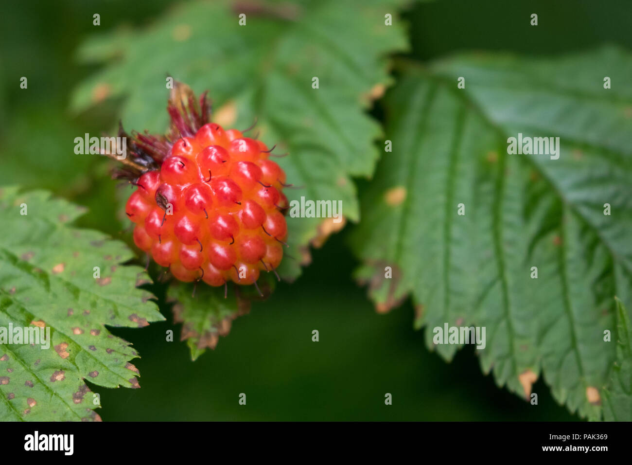 Salmonberry Stock Photos & Salmonberry Stock Images - Alamy