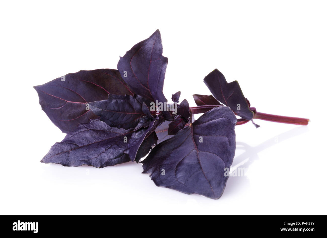 Branch of fresh basil isolated on white background Stock Photo - Alamy