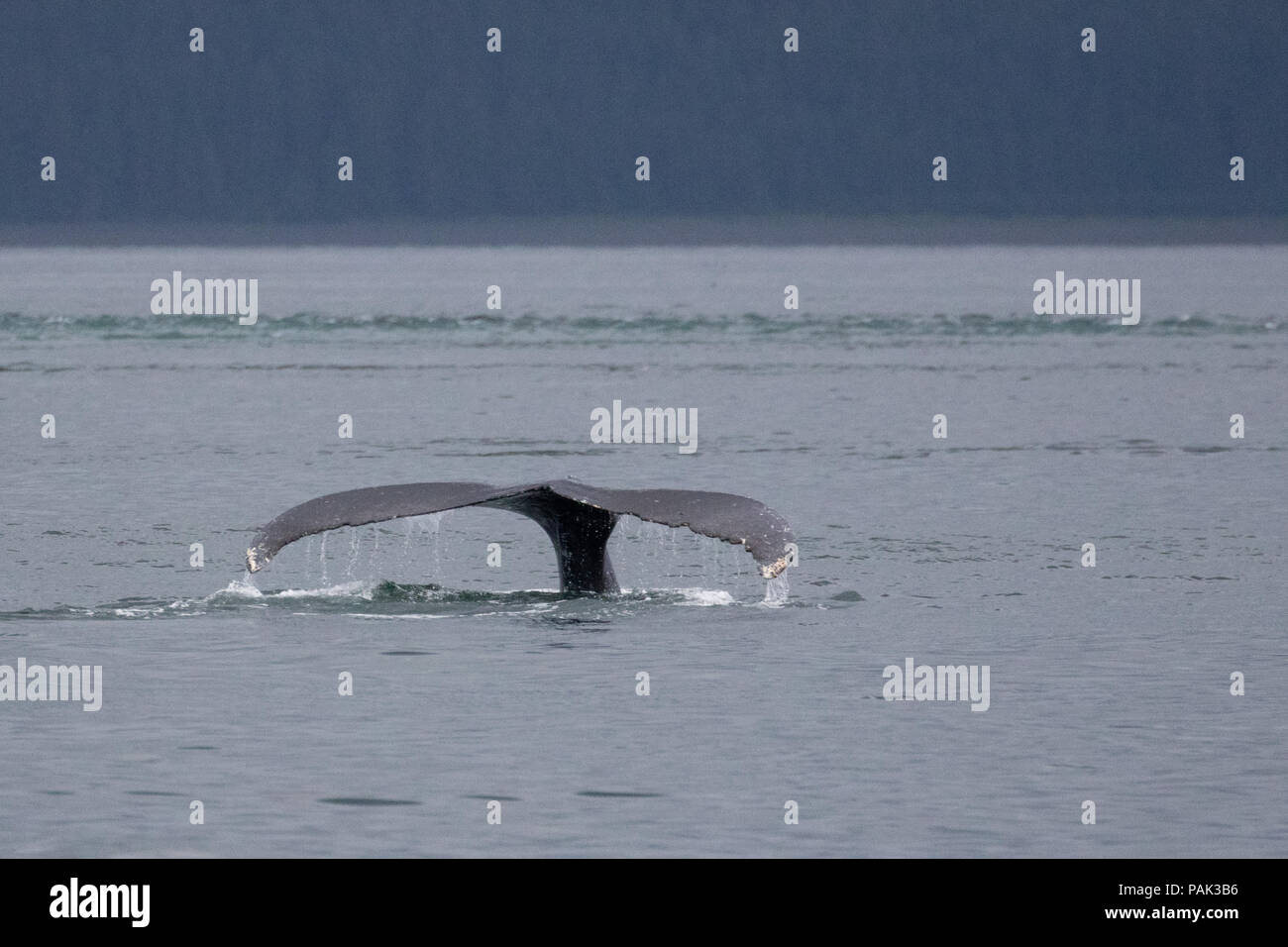 Humpback whale fluke Stock Photo - Alamy