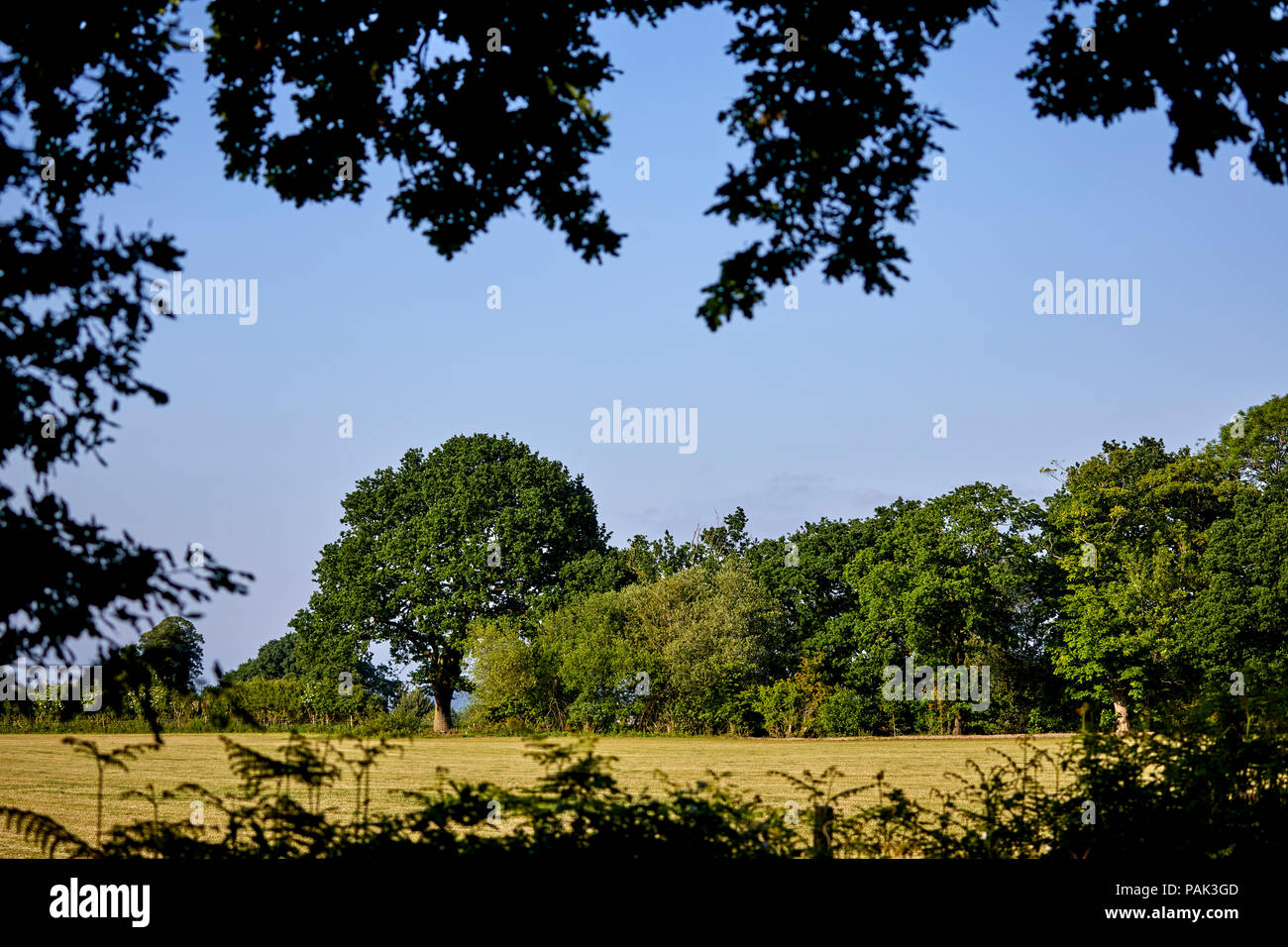 Chelford village and civil parish in Cheshire, fields in the rural ...