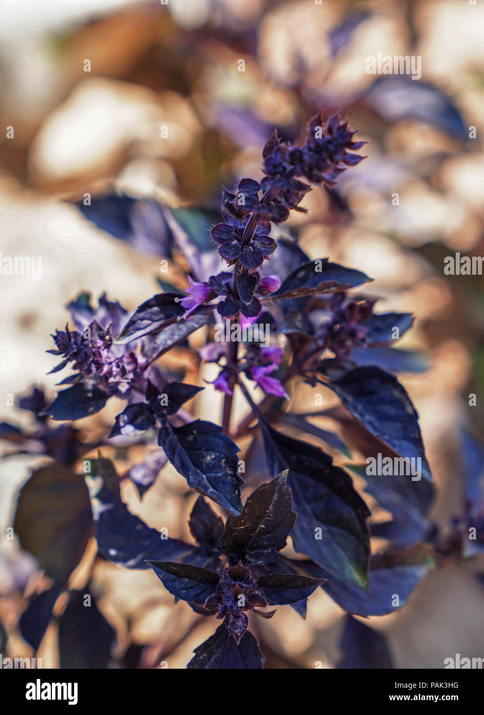 Purple basil growing in an organic garden in summer time under the sun ...